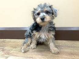 Most Common Yorkie Poo Colors 2024 We Love Doodles