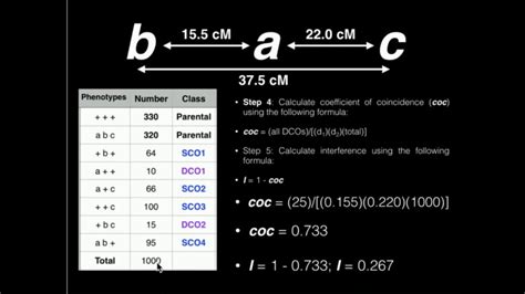 How To Calculate Interference Genetics How To Calculate Interference Genetics