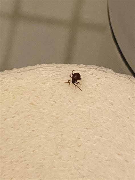Tiny Brown Round Hard Shell Bug With Antennae Brooklyn Ny R Whatsthisbug