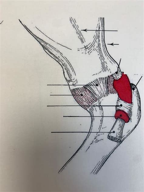 Articulation Scapulo Humérale Du Chien En Vue Médiale Diagram Quizlet