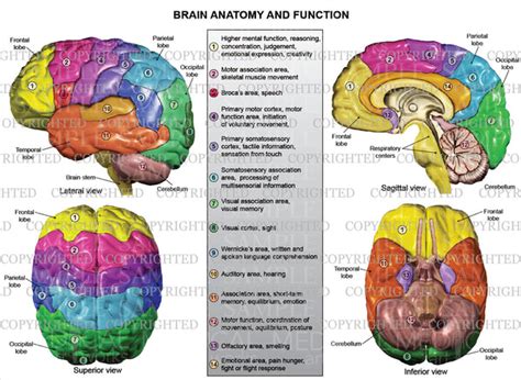 Brain Anatomy And Function — Medical Art Works