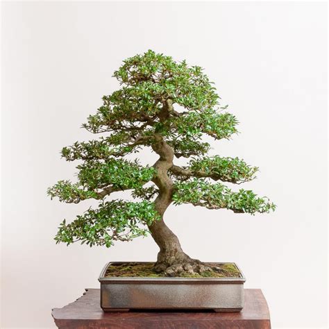 How To Care For Azalea Bonsai Tree Expert Tips My Backyard Grow