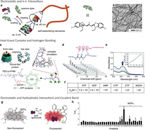 Integration Of Atp For Self‐assemblies Using Selected Supramolecular Download Scientific