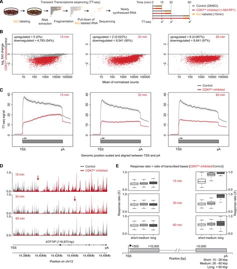 Cdk7 Kinase Activity Promotes Rna Polymerase Ii Promoter Escape By