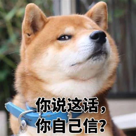 有哪些超级可爱的柴犬的表情包？ 知乎