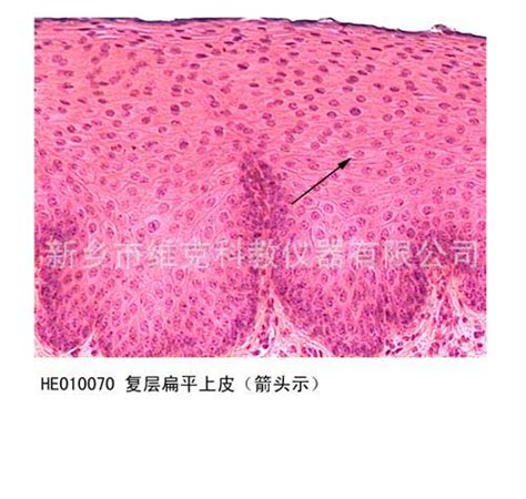 变移上皮（膀胱空虚时） 上皮组织 动植物切片标本 生物教学器材 阿里巴巴