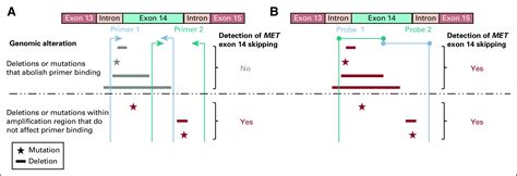 Met Exon 14 Skipping Mutations In Nonsmall Cell Lung Cancer An