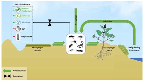Insects Role In Ecosystem And Nutrient Cycle At Douglas Reddy Blog