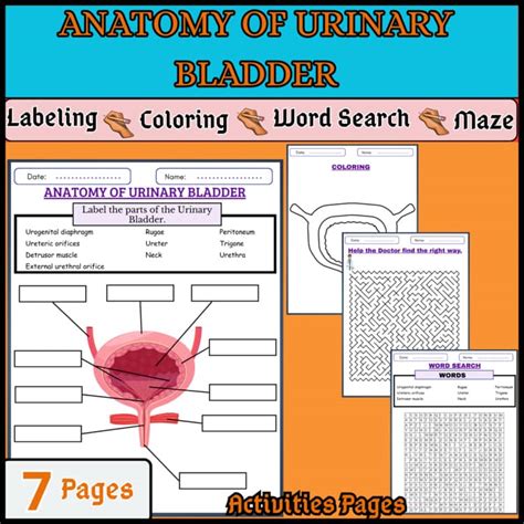 Anatomy Of The Urinary Bladder Labeling Worksheet Word Search And