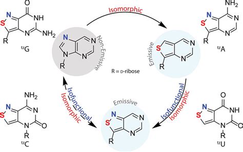 Evolution Of An Emissive RNA Alphabet Download Scientific Diagram