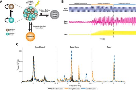 Computational Model Explains Outlasting Effects Of Periodic