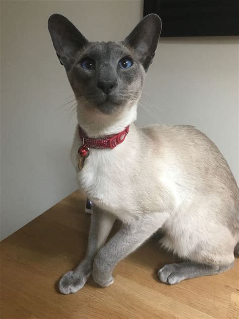 Blue Point Siamese Cat Beautiful Breed Overview