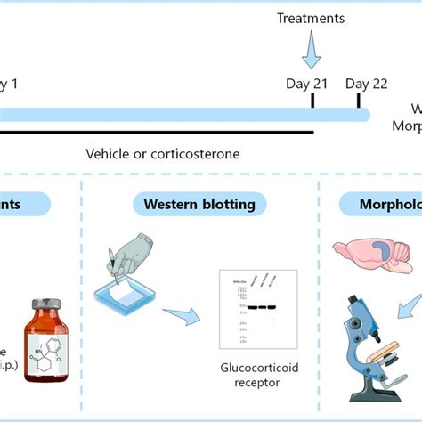 Timeline Of Experimental Procedures Adult Female Mice Received A Daily