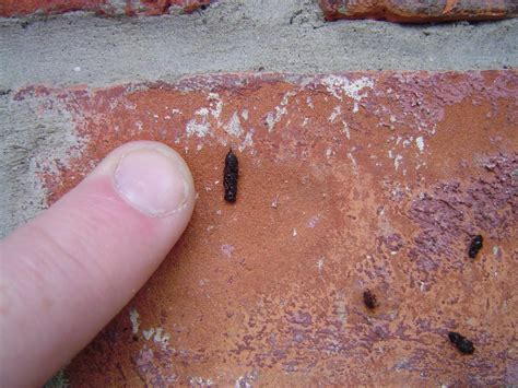 Are Bat Droppings Dangerous Histoplasmosis Yluoz