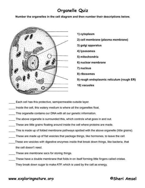 The Ultimate Reinforcement Cell Structure Answer Key Unlocking The