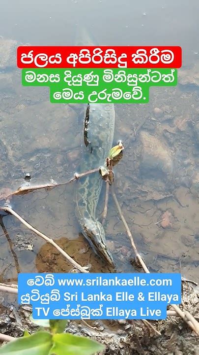 ජලය අපිරිසිදු කිරීම Youtube