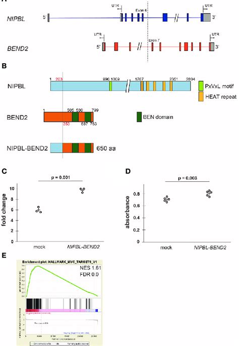 Fusion Protein Nipbl Bend2 And Functional Analyses A Structure Of The