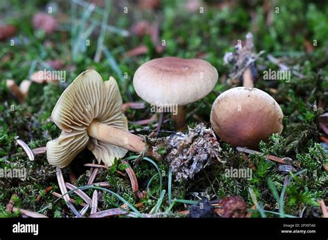 Gymnopus Peronatus Formerly Called Collybia Peronata Or Marasmius