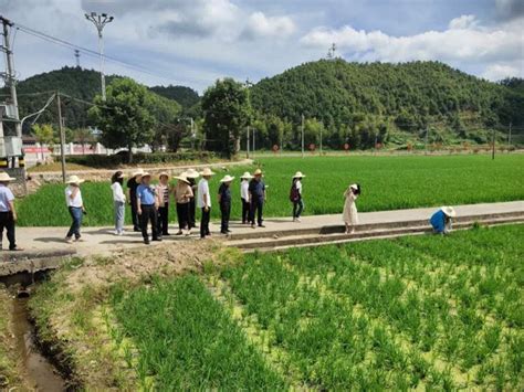 农业农村部检查组到泰宁县开展杂交水稻制种基地专项检查 新闻信息 现代种业 福建省农业农村厅
