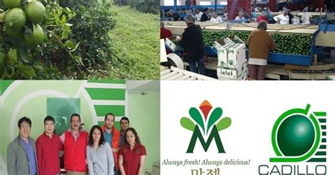 ㈜맛젤 트레이딩 까딜로사와 라임 공급 계약 맺어국내에서도 라임 만난다