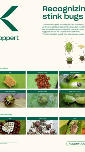Poster Recognizing Stink Bugs Koppert Italia