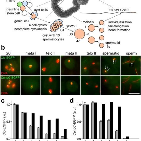 Centromere Protein Levels During Drosophila Spermatogenesis A