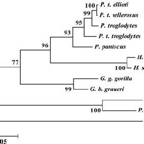 Phylogeny Of P Troglodytes Troglodytes And Closely Related Download