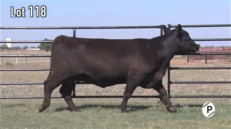 Lot 118 Youtube