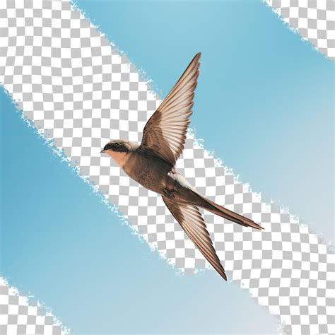 Premium Psd Swift Bird From Eurasia Against Blue Sky