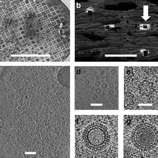 FIB Milling And Tomograms A SEM Image Of Vitrified Infected Cells On Download Scientific
