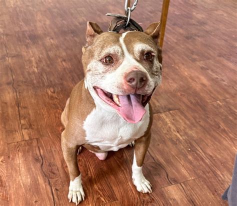 핏불테리어덕자 강아지책임분양 강아지분양 고양이분양 컴투펫 시츄 셔틀랜드쉽독 말티푸 미니핀 치와와 요크셔테리어 포메라니안 말티즈 분양