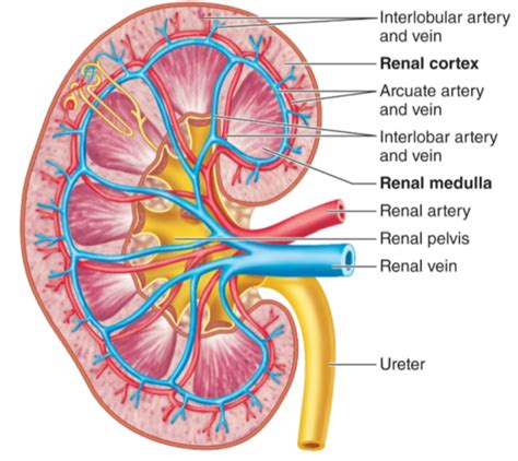 Renal System Physiology Flashcards Quizlet