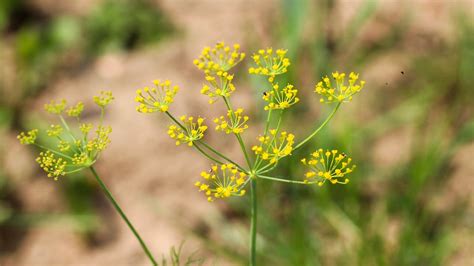 Wild Parsnip Burns Symptoms Treatment And Prevention