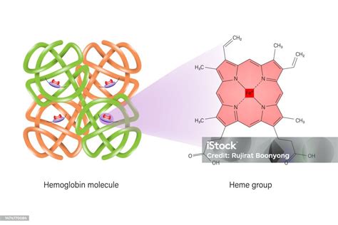 Hemoglobin Chemical Structure Heme Group Structure Stock Illustration
