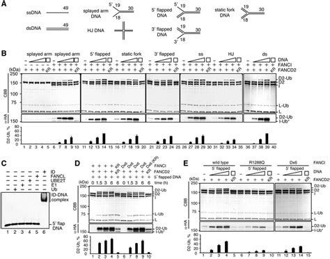 Dna Stimulates Fancd2 Monoubiquitylation In Vitro A Schematic Download Scientific Diagram