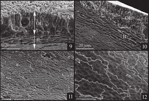 Dilemma Japonicum New Species Shell Microstructure 9 10 Observed At