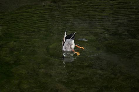 460 Bottomless Chicks Fotografías De Stock Fotos E Imágenes Libres De Derechos Istock