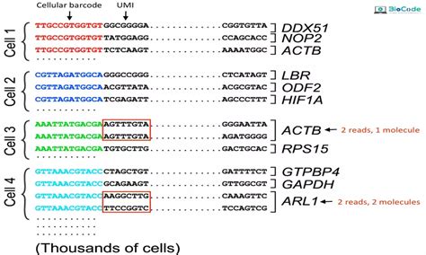Session 4 Biocode
