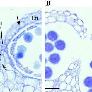 Anther Dehiscence A C E Transverse Sections Of The Anther B D