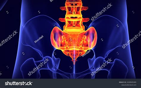 인간 척추뼈 해부학 3d 스톡 일러스트 2228505285 Shutterstock