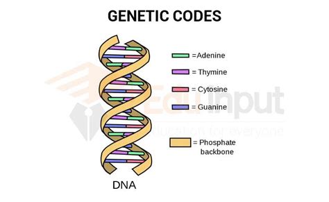 Genetic Code Definition Composition And Characteristics