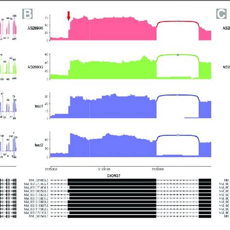 Sashimi Plots Of Rna Seq Data Of Four Individuals A Quantitative