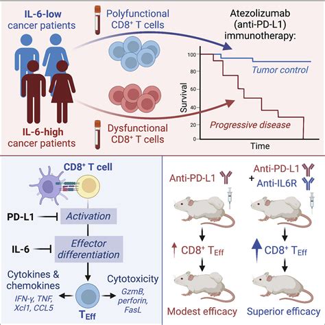 Cd8 T Cell Intrinsic Il 6 Signaling Promotes Resistance To Anti Pd L1