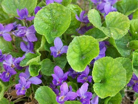 Viola Sweet Violet 6 Pot Hello Hello Plants