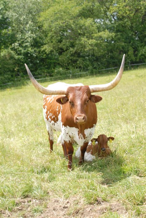 Lydia Texas Longhorn Ranch