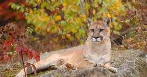 Michigan Has Record Cougar Reports In 2025 Including Some Cubs Cbs