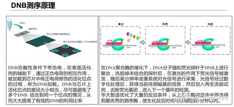 二代测序（部分）和三代测序的理解和解释 知乎
