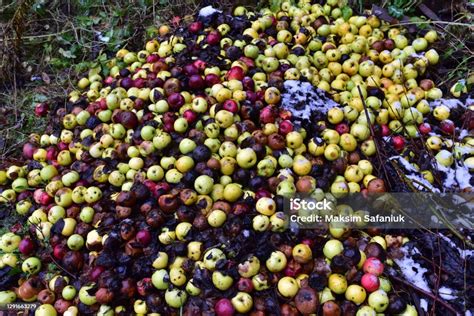 버려진 쓰레기로 썩은 사과는 땅에 누워있다 나쁜 사과와 퍼트리드 과일 야채 가을에 대한 스톡 사진 및 기타 이미지 가을 계절 고물 집적소 Istock