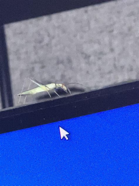 Who Is This Guy That Snuck Into My Room R Whatisthisbug