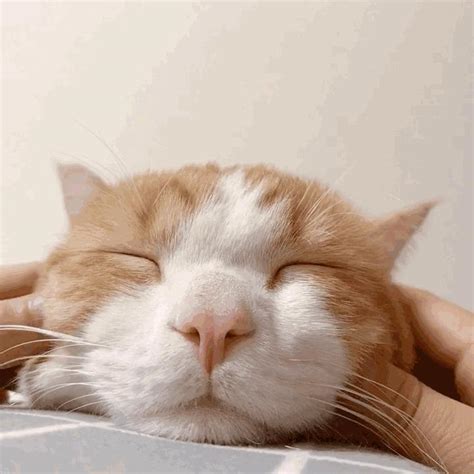 别纠结了！这几种猫咪，特别爱主人！ 知乎